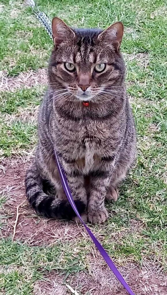 Look out for Neddie | The Whyalla News