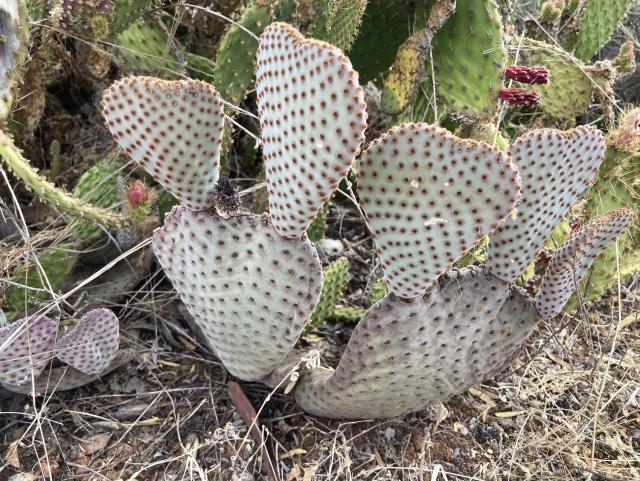 Keep your eye out for Blind Cactus | The Whyalla News