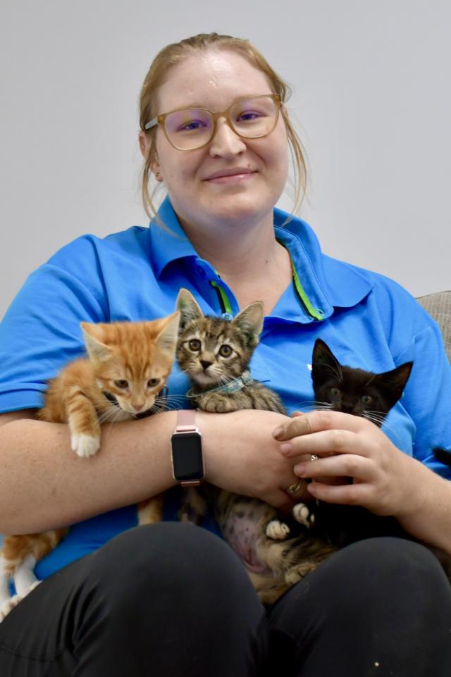 Kitten overload | The Whyalla News