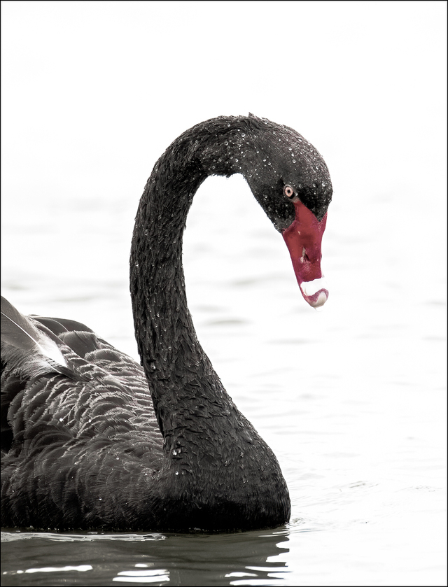 Photography now in focus | The Whyalla News