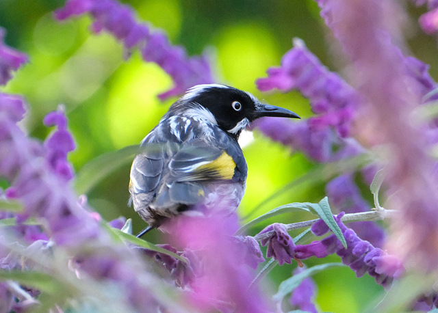 Photography now in focus | The Whyalla News