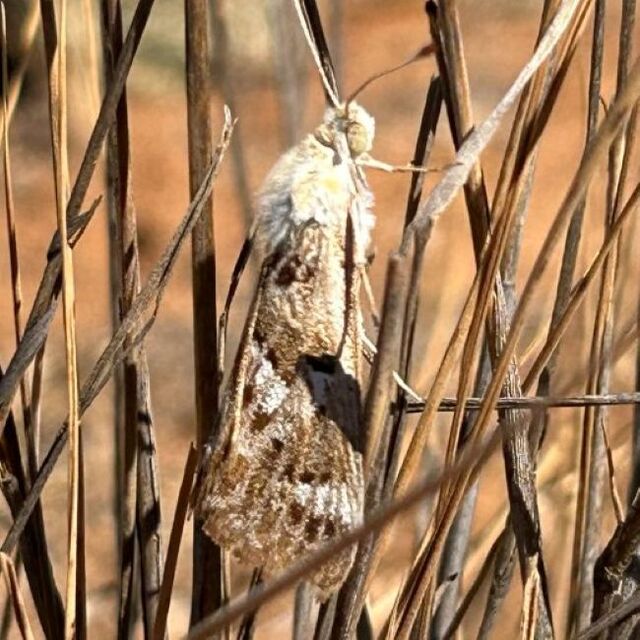 Be on lookout for endangered moth | The Whyalla News